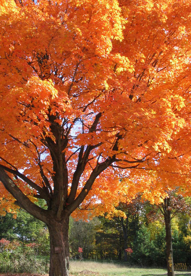 Sacramento Landscaping: Deciduous Tree Recommendations - Capital ...